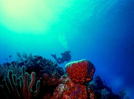 Dive 365: Buccaneer's Reef - Cayman Islands